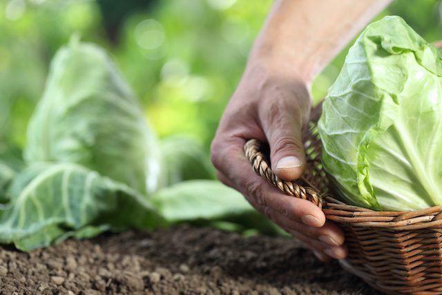 How Cabbage Can Heal You - Home Cures That Work