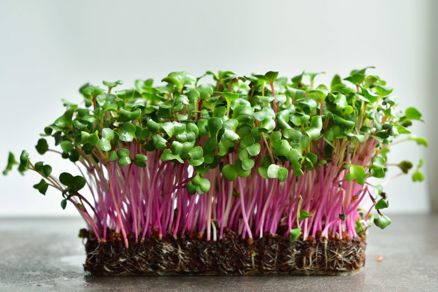 Sprouting: What’s the Hype? - Home Cures That Work